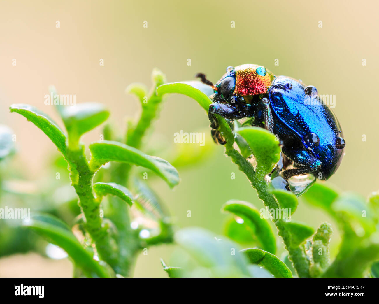 Blue beetle with drop water on green tree Stock Photo - Alamy