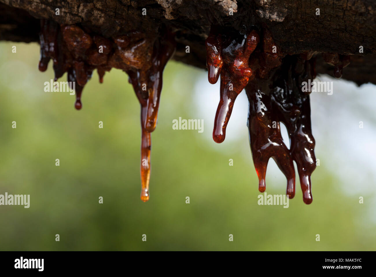 Arabic Gum Tree High Resolution Stock Photography and Images - Alamy