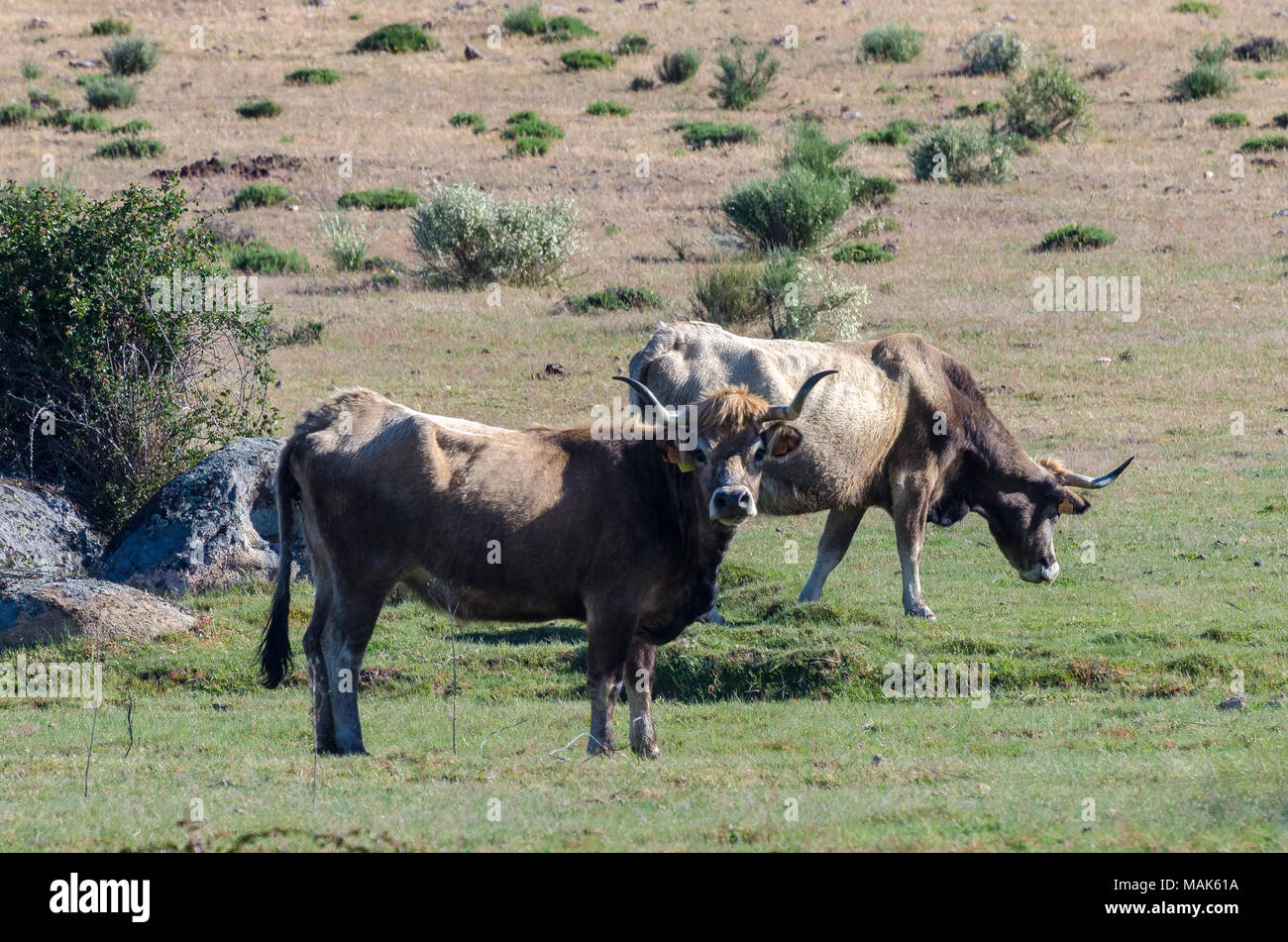 Cattle of portugal hi-res stock photography and images - Alamy