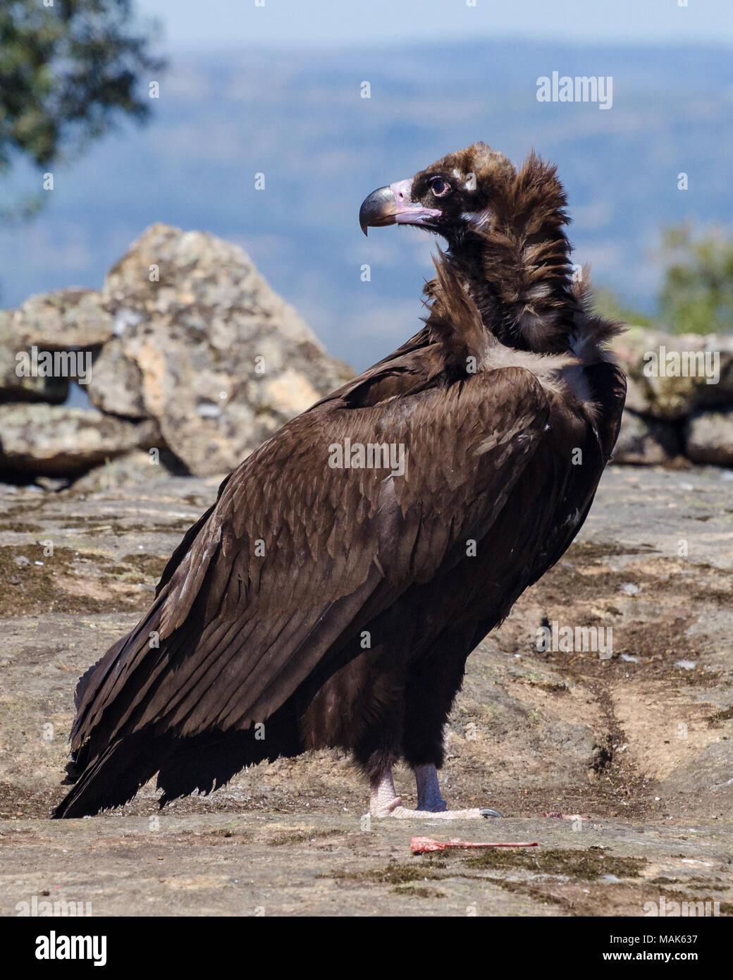 Europe black vulture hi-res stock photography and images - Alamy