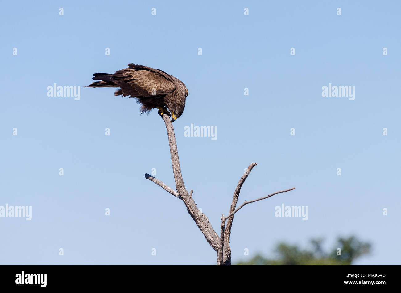 Bonelli’s Eagle perched on a branch Stock Photo - Alamy