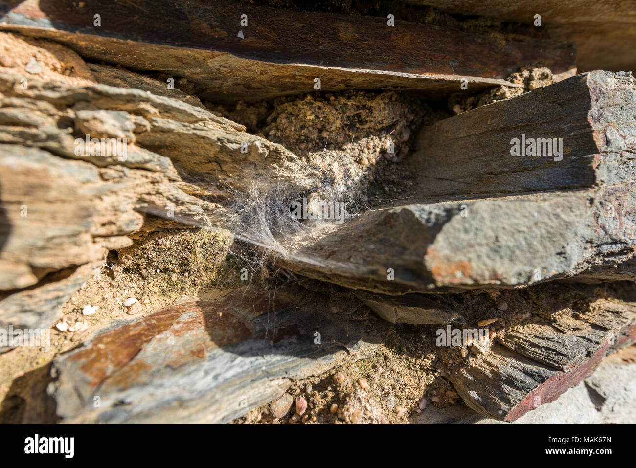 Spider web forming a nest in a wall between several stones Stock Photo ...