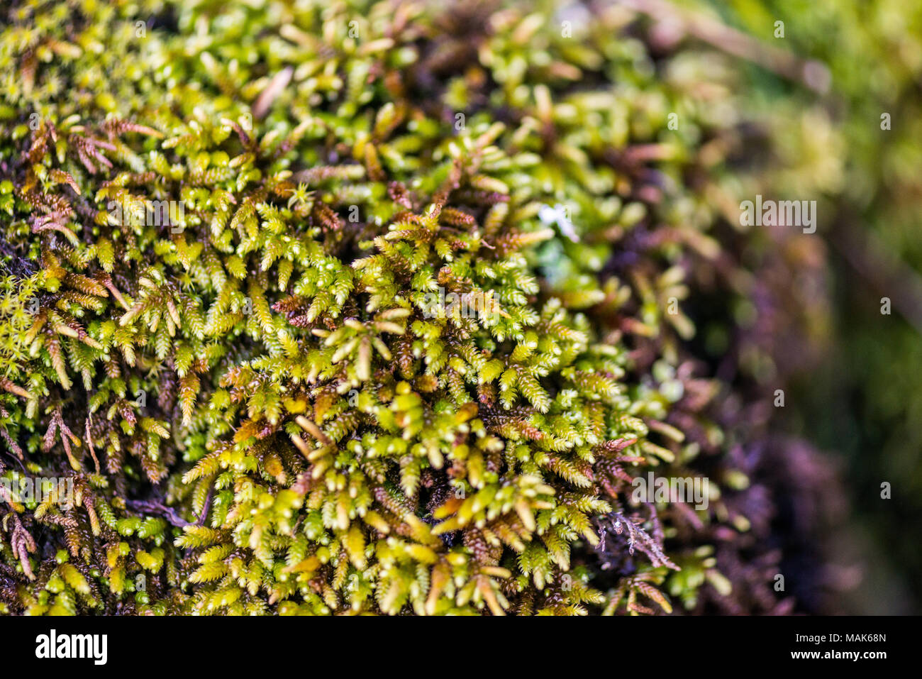 Macro detail of a moss growing on a rock Stock Photo - Alamy