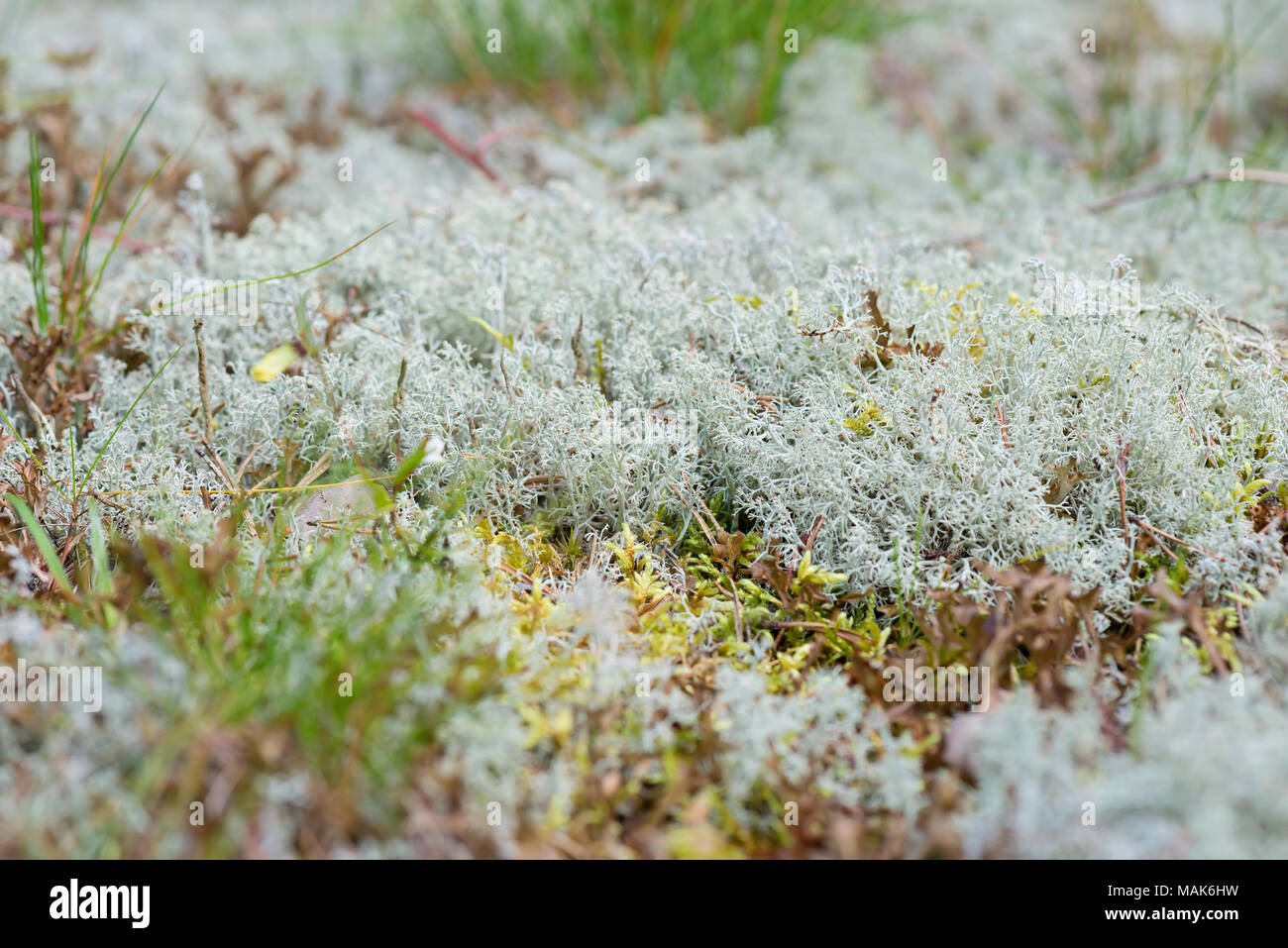 White reindeer moss hi-res stock photography and images - Alamy
