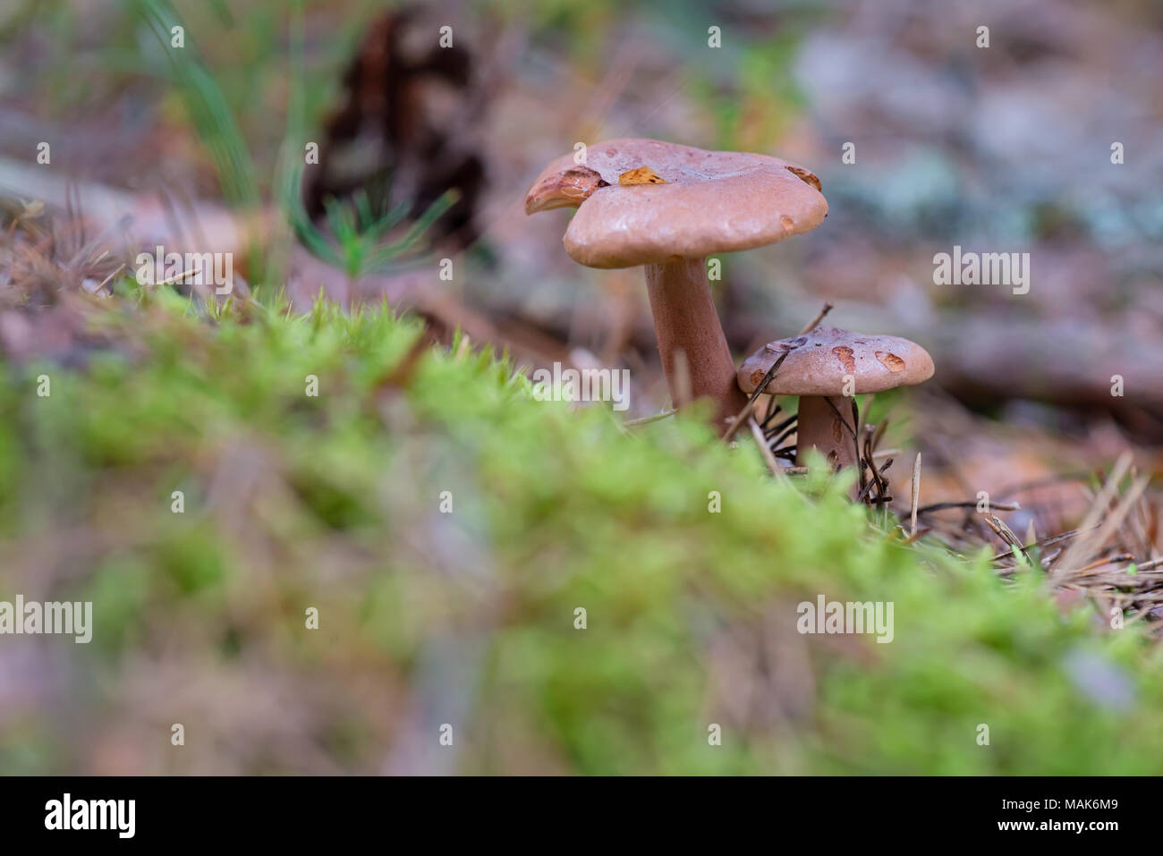 Lactarius rufus hi-res stock photography and images - Alamy