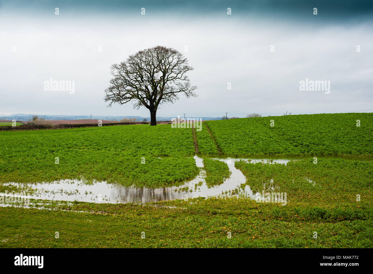 Solitary tree standing in waterlogged field in springtime, Shropshire ...