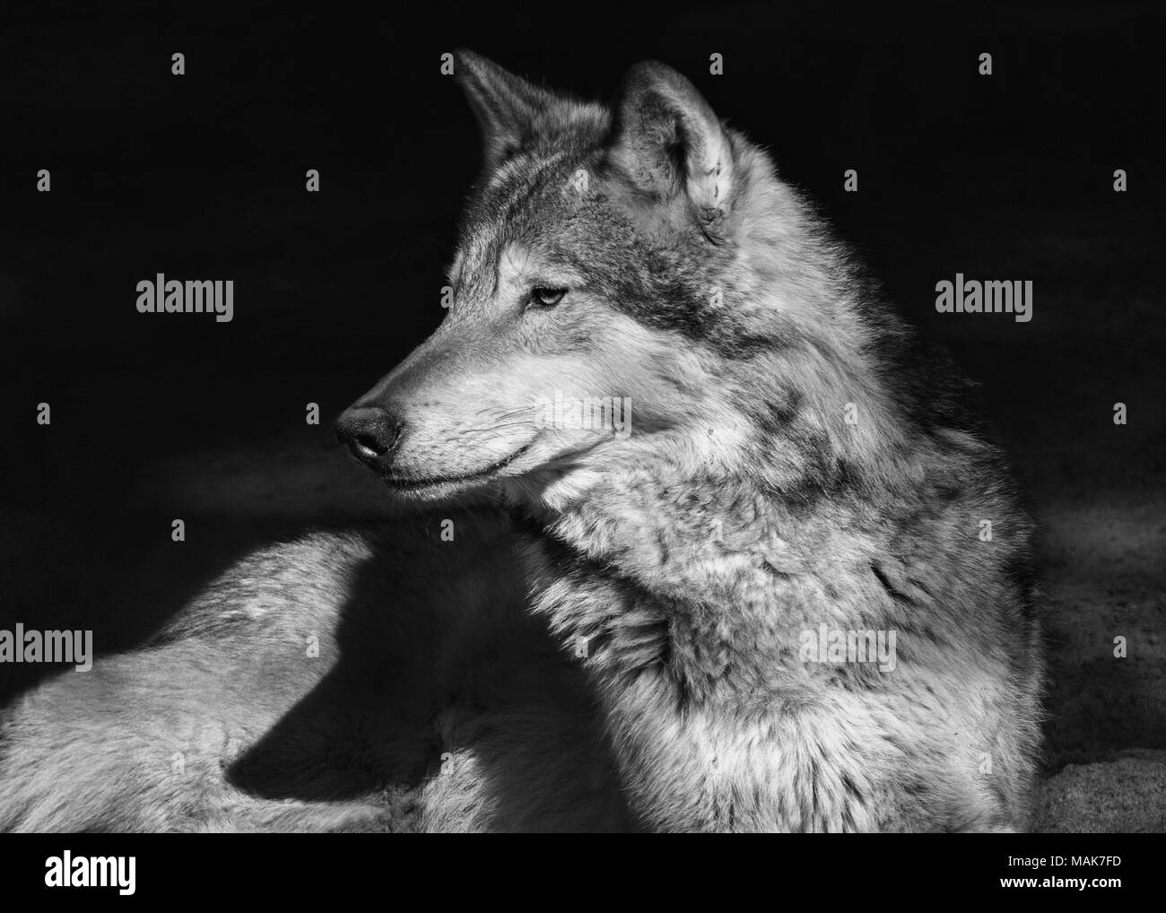 Portrait of a lying steppe wolf, close-up, on an isolated black ...