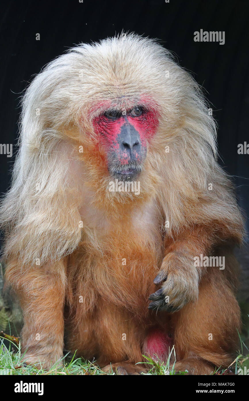 Macaca arctoides hi-res stock photography and images - Alamy