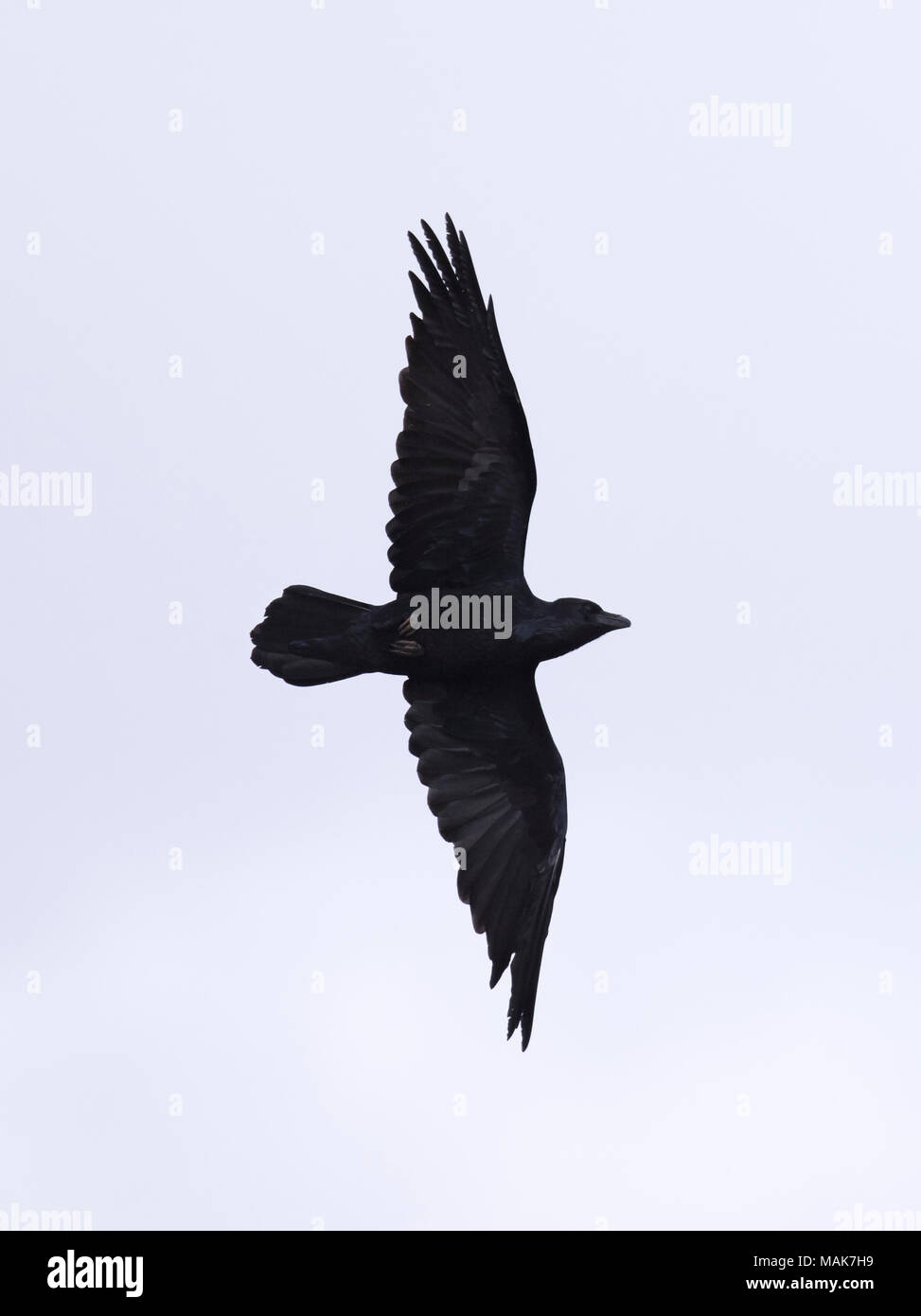 Raven ravens corvus corax hi-res stock photography and images - Alamy