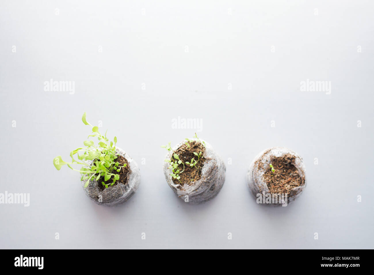 young small green shoots growing out of the ground . concept of the ...
