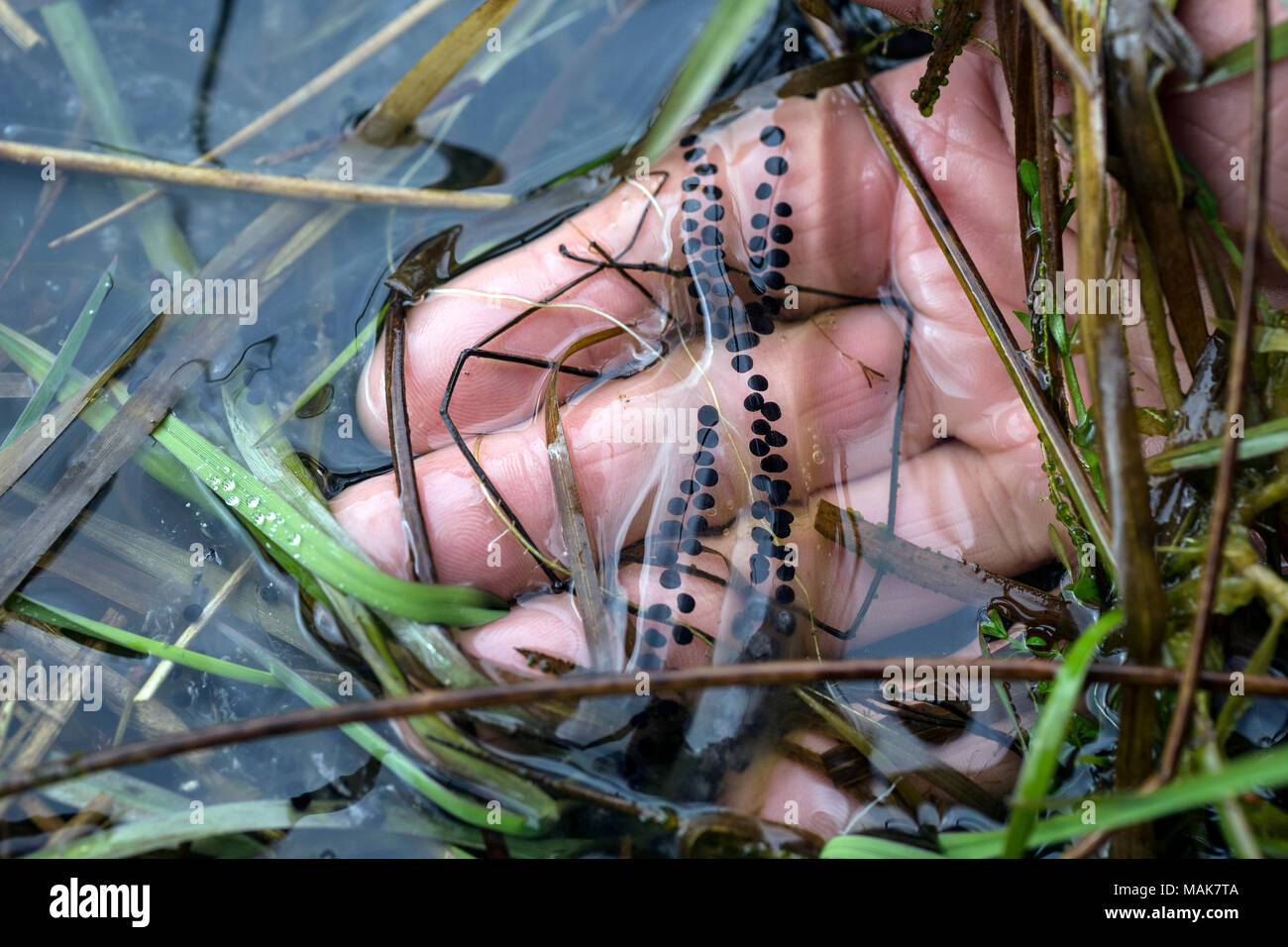 Long String Frog Eggs
