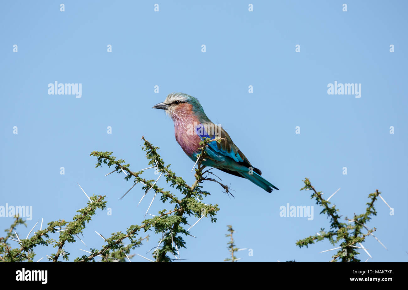 The lilac-breasted roller is an African member of the roller family of ...