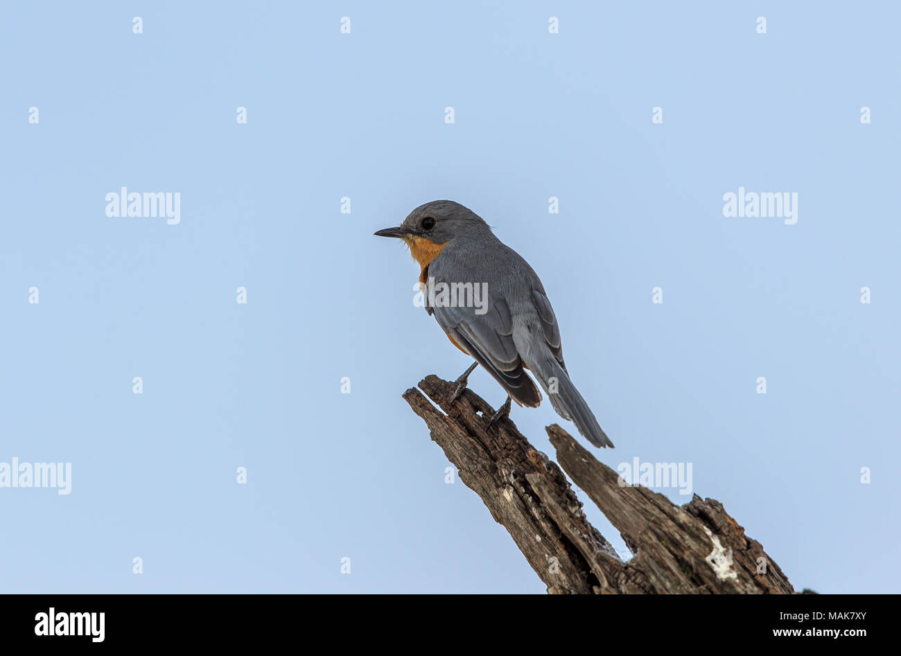 The silverbird is an Old World flycatcher native to Eastern Africa ...