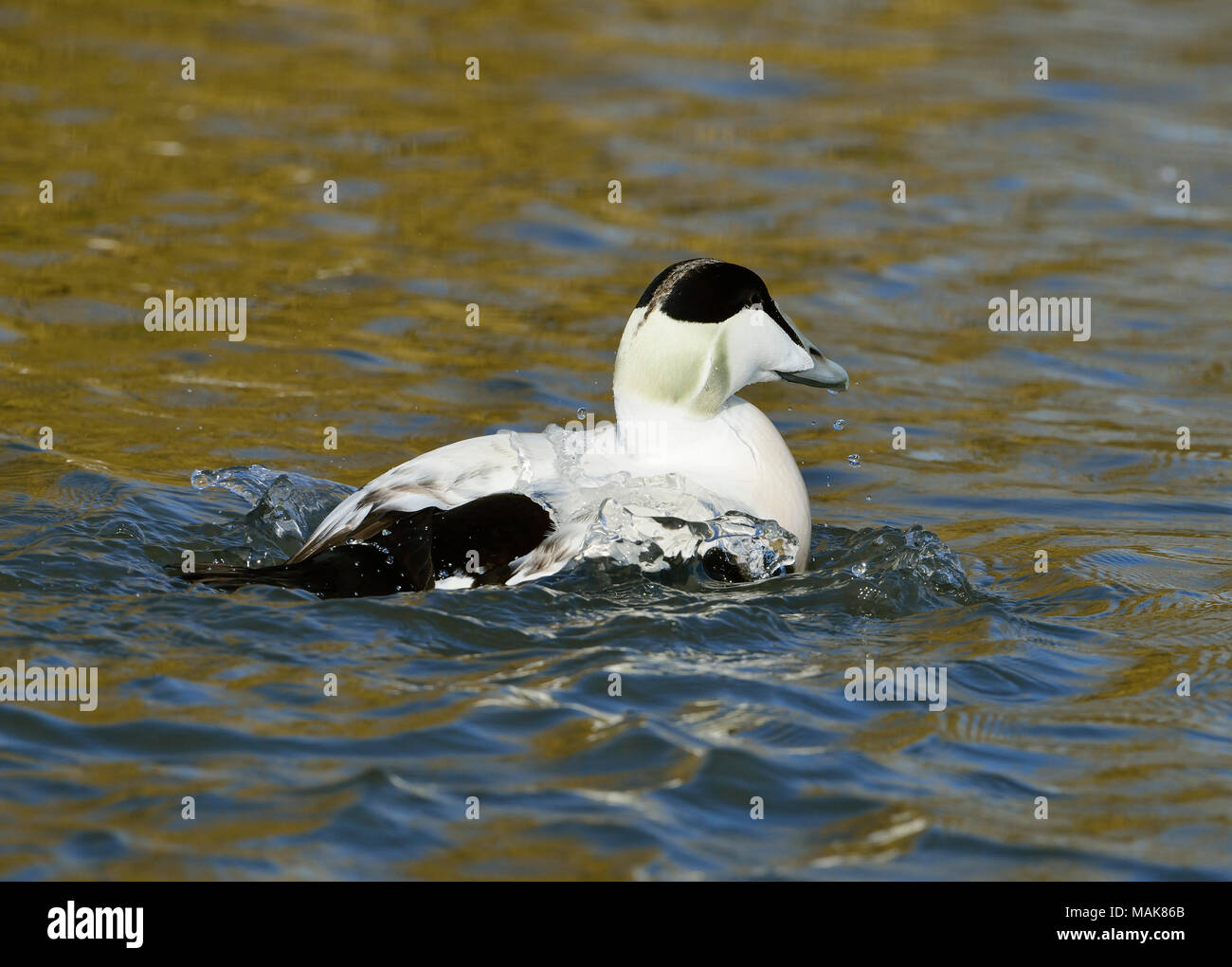 Common Eider Duck - Somateria mollissima Male emerging from dive with water on it's back Stock ...