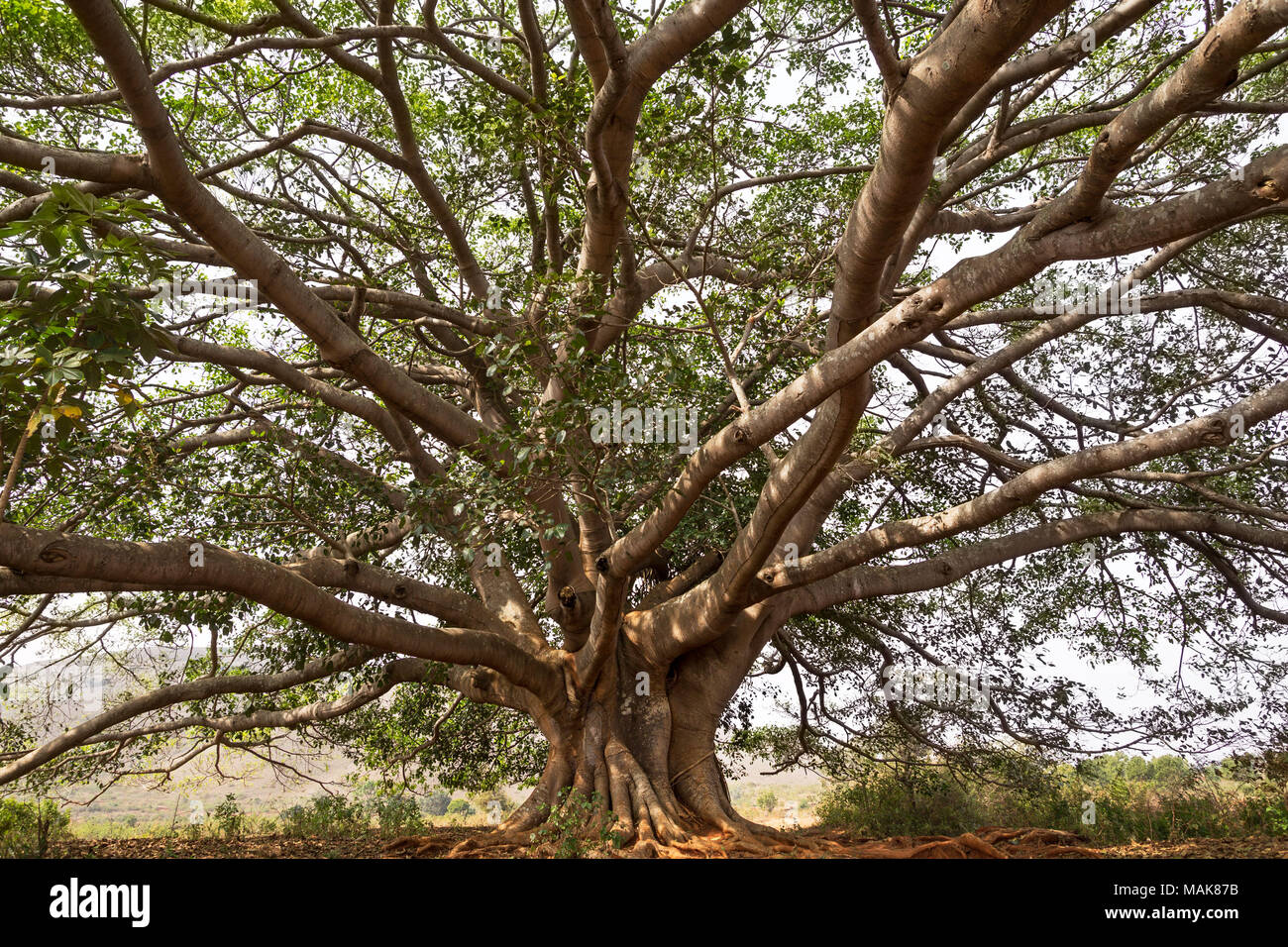 Banyan branches spread wide in near Inle Lake, Myanmar Stock Photo - Alamy