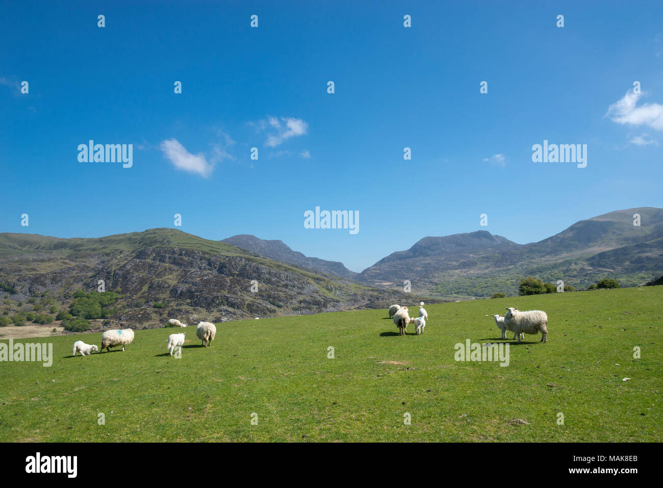 Hill sheep farming in snowdonia national park hi-res stock photography ...