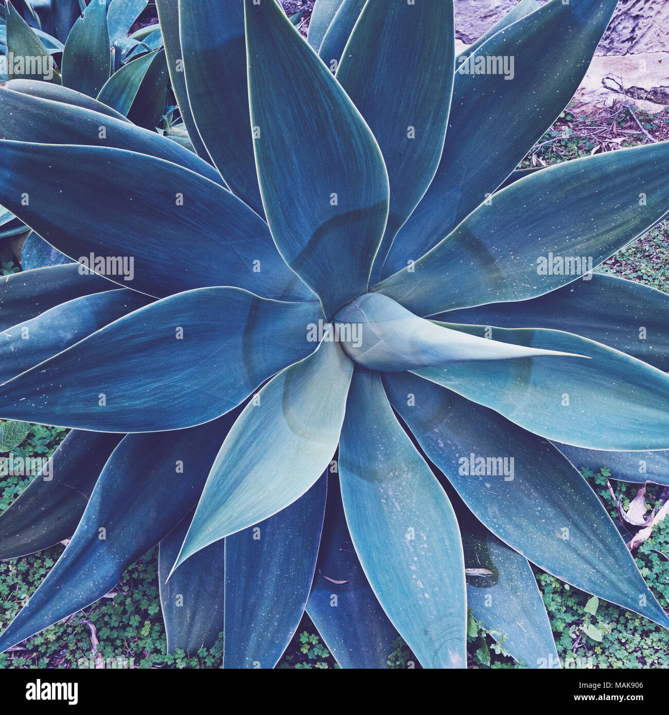 Close up of natural agave Agave Attenuata or blue fox tail plant ...