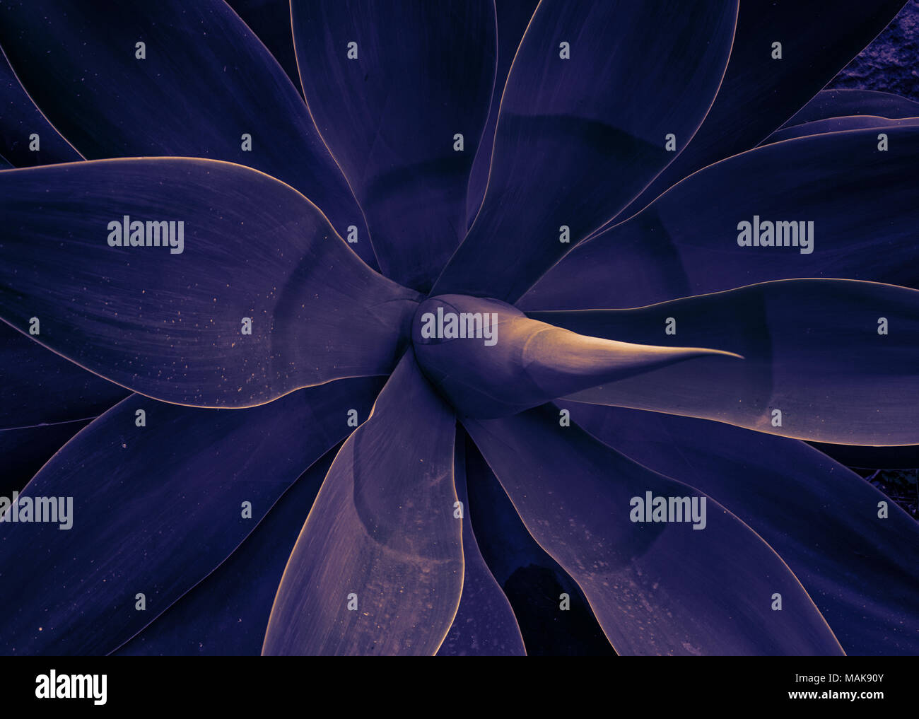 Mystical plant of agave trendy toned ultraviolet, template pattern ...