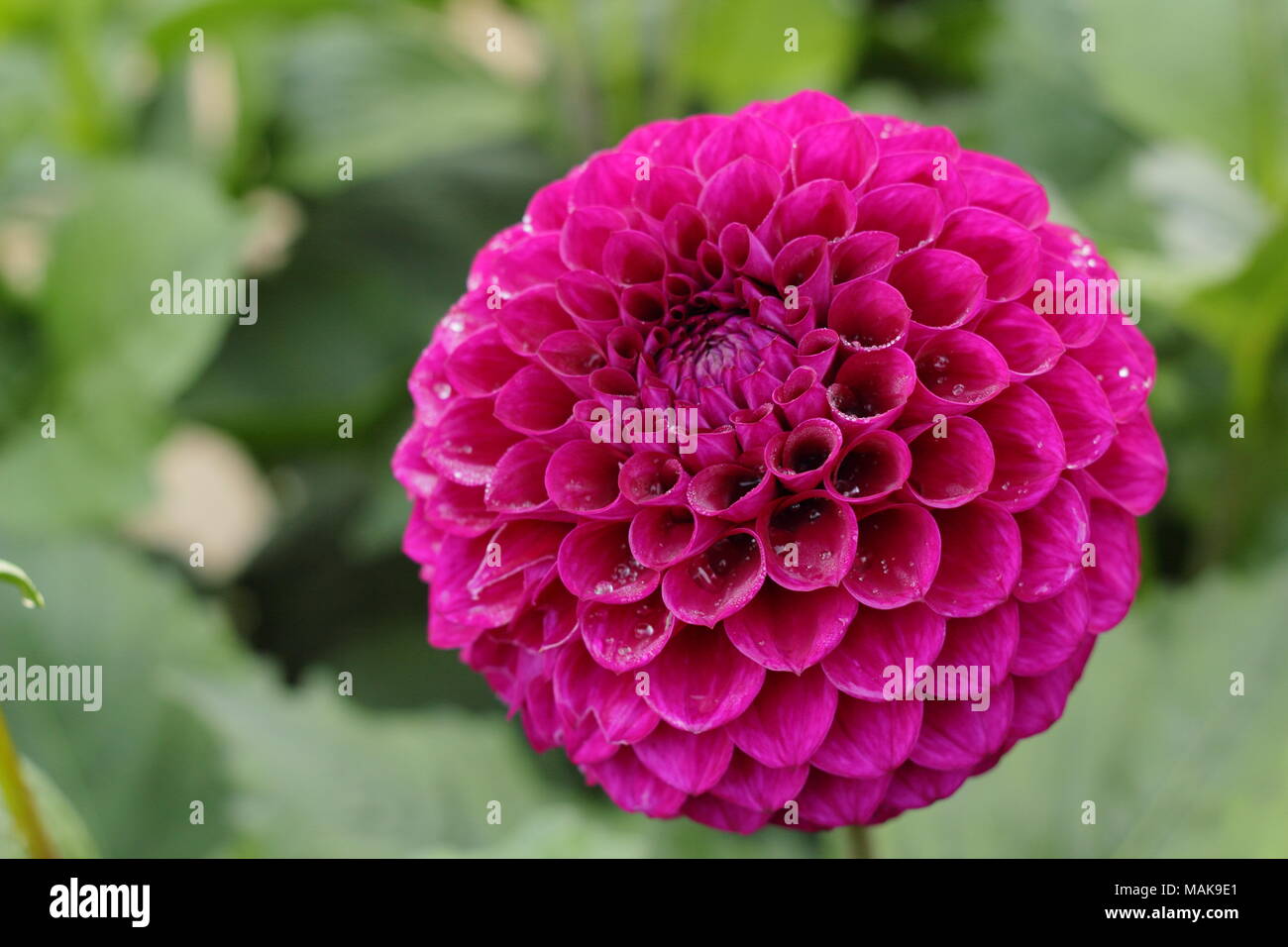 Full boom hi-res stock photography and images - Alamy