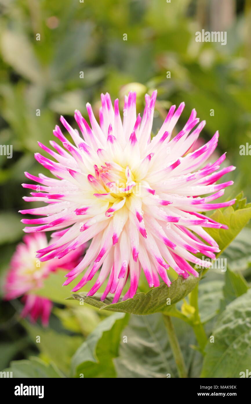 Dahlia 'Josudi Neptune' flower in full boom, late summer, UK Stock ...