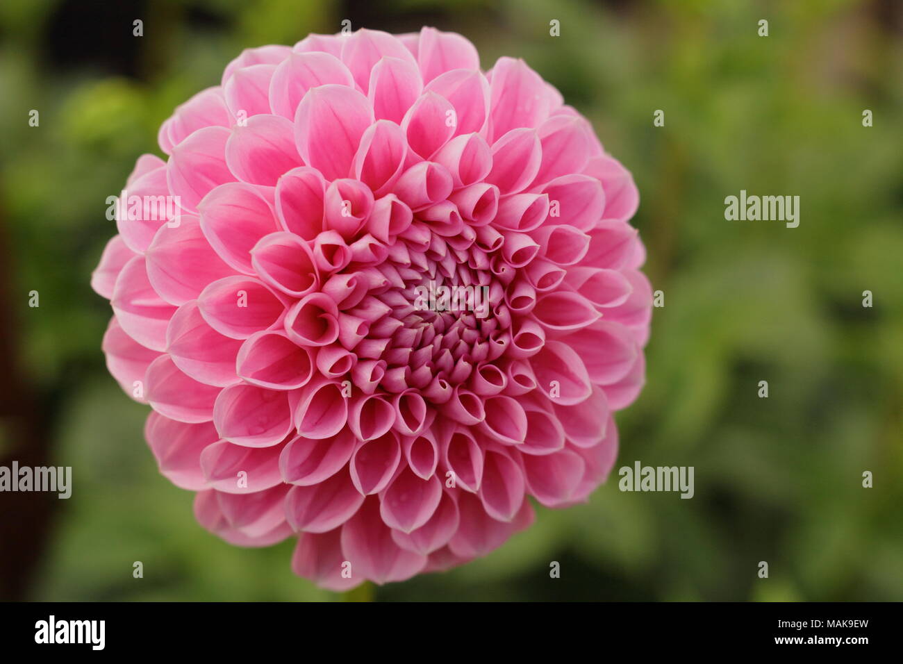 Dahlia eye candy hi-res stock photography and images - Alamy