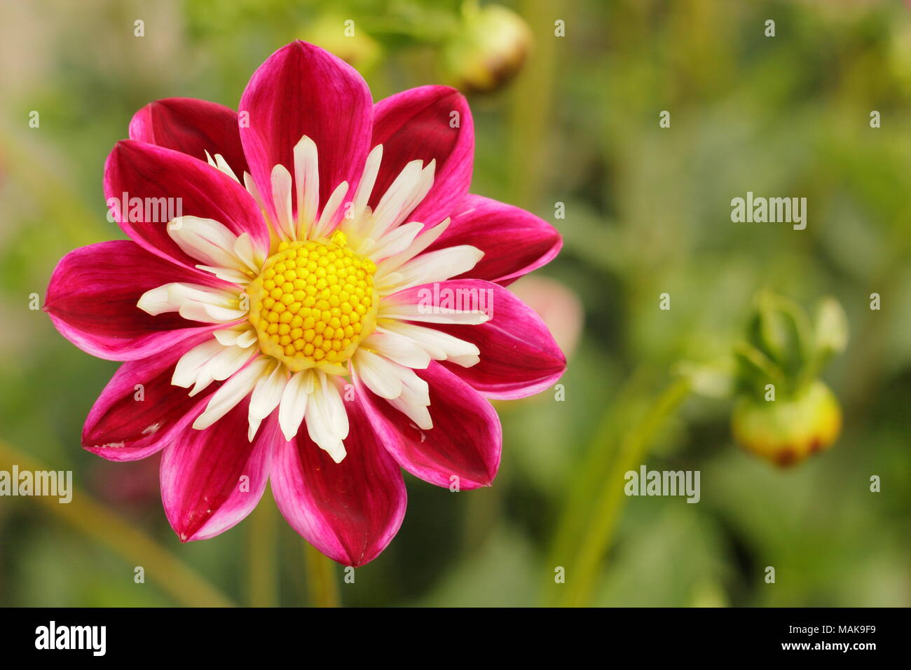 Collarette dahlia flower in full boom, late summer ,UK Stock Photo - Alamy