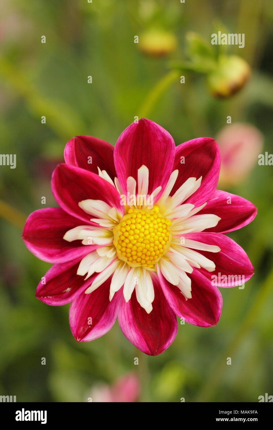 Collarette hi-res stock photography and images - Alamy