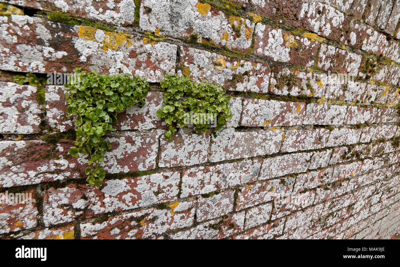 Old weathered brick wall covered with lichens and clusters of liverwort ...