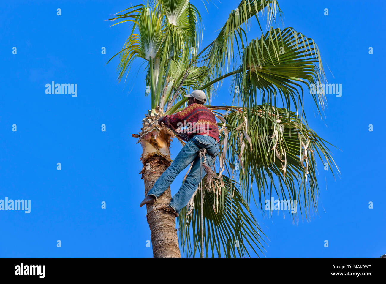 Branches of the harness hi-res stock photography and images - Alamy