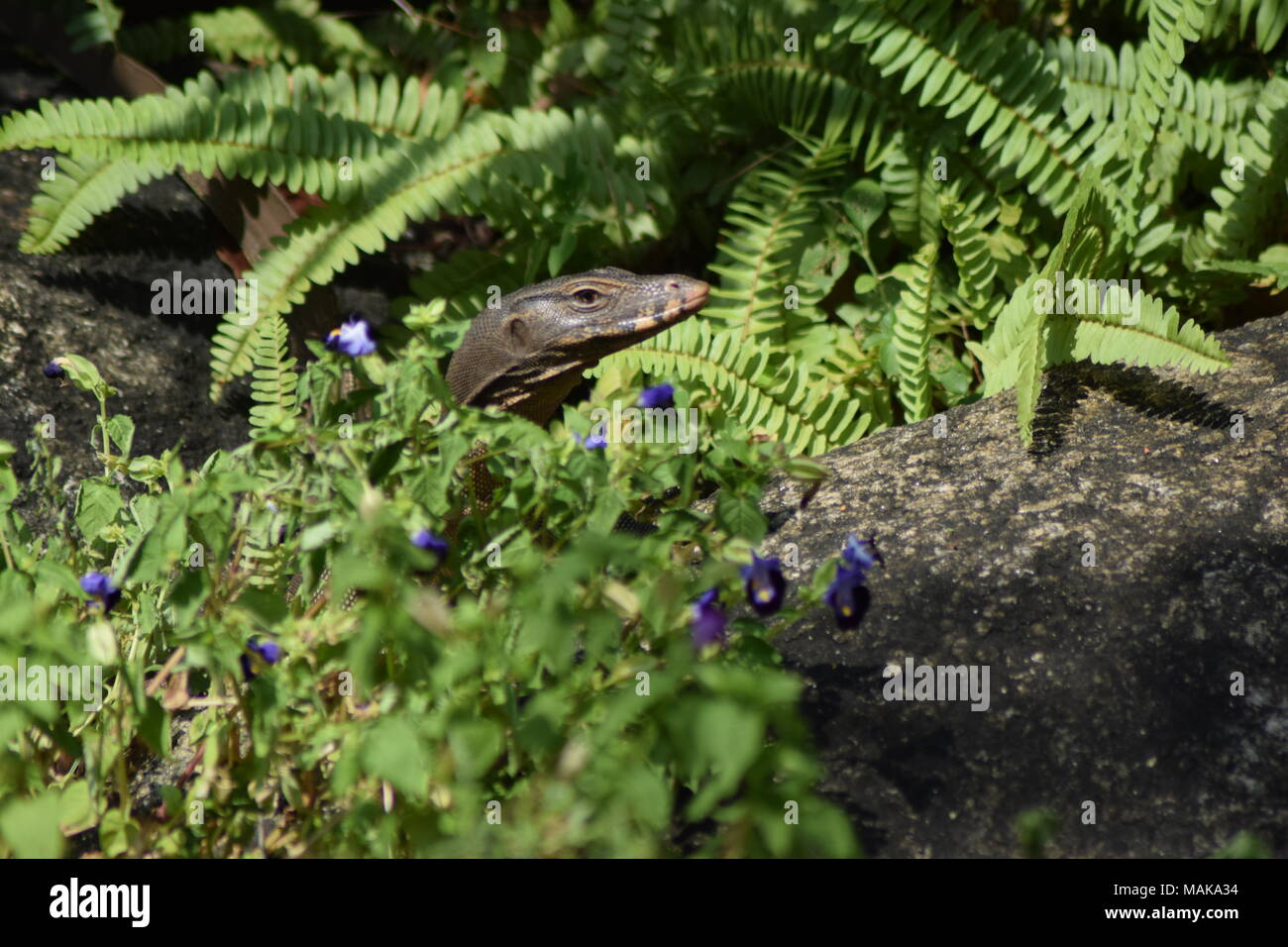 Mangrove monitor lizard hi-res stock photography and images - Alamy