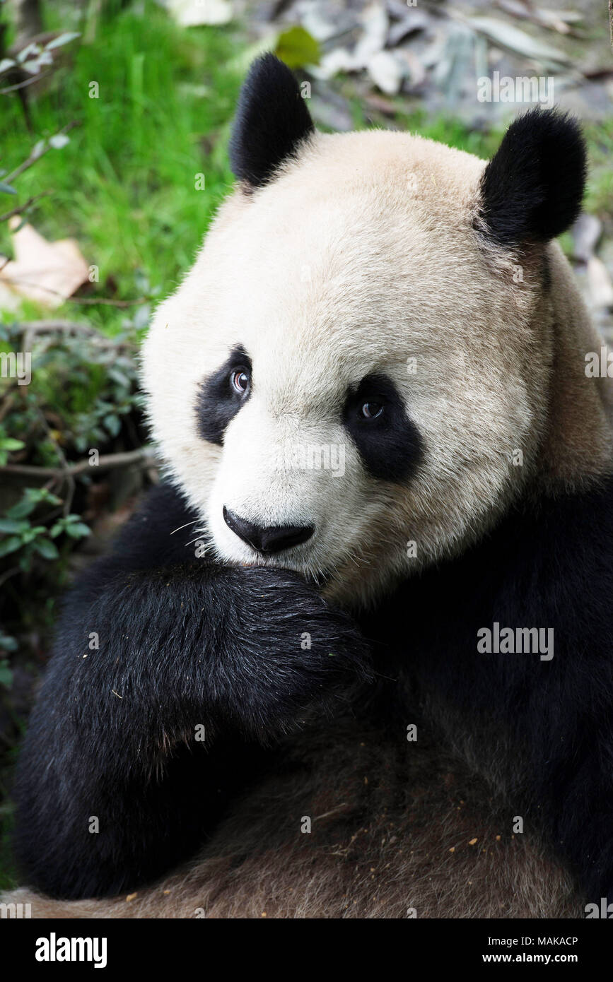 PANDAS, 2018. ©Warner Bros./courtesy Everett Collection Stock Photo - Alamy