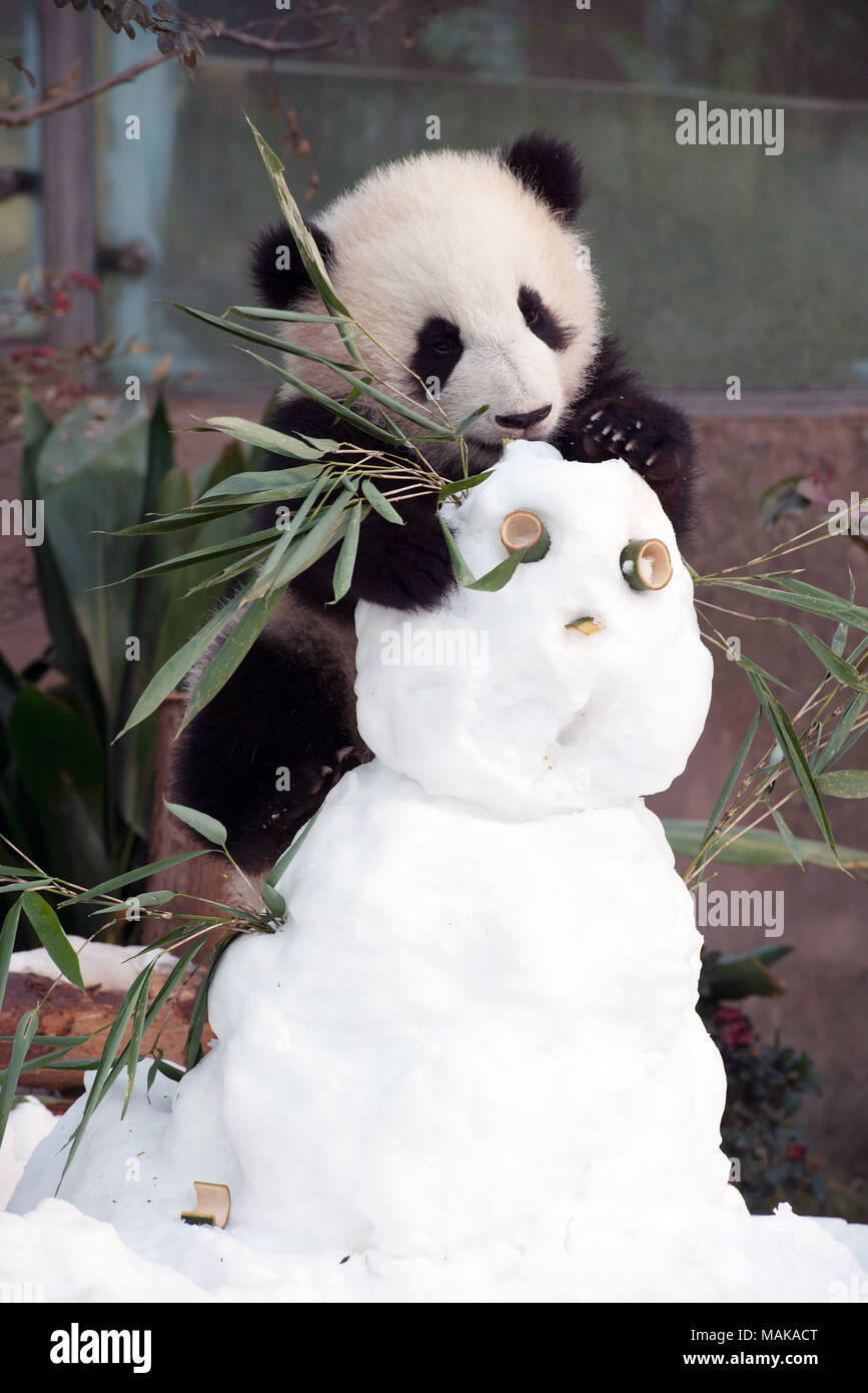 PANDAS, 2018. ©Warner Bros./courtesy Everett Collection Stock Photo - Alamy