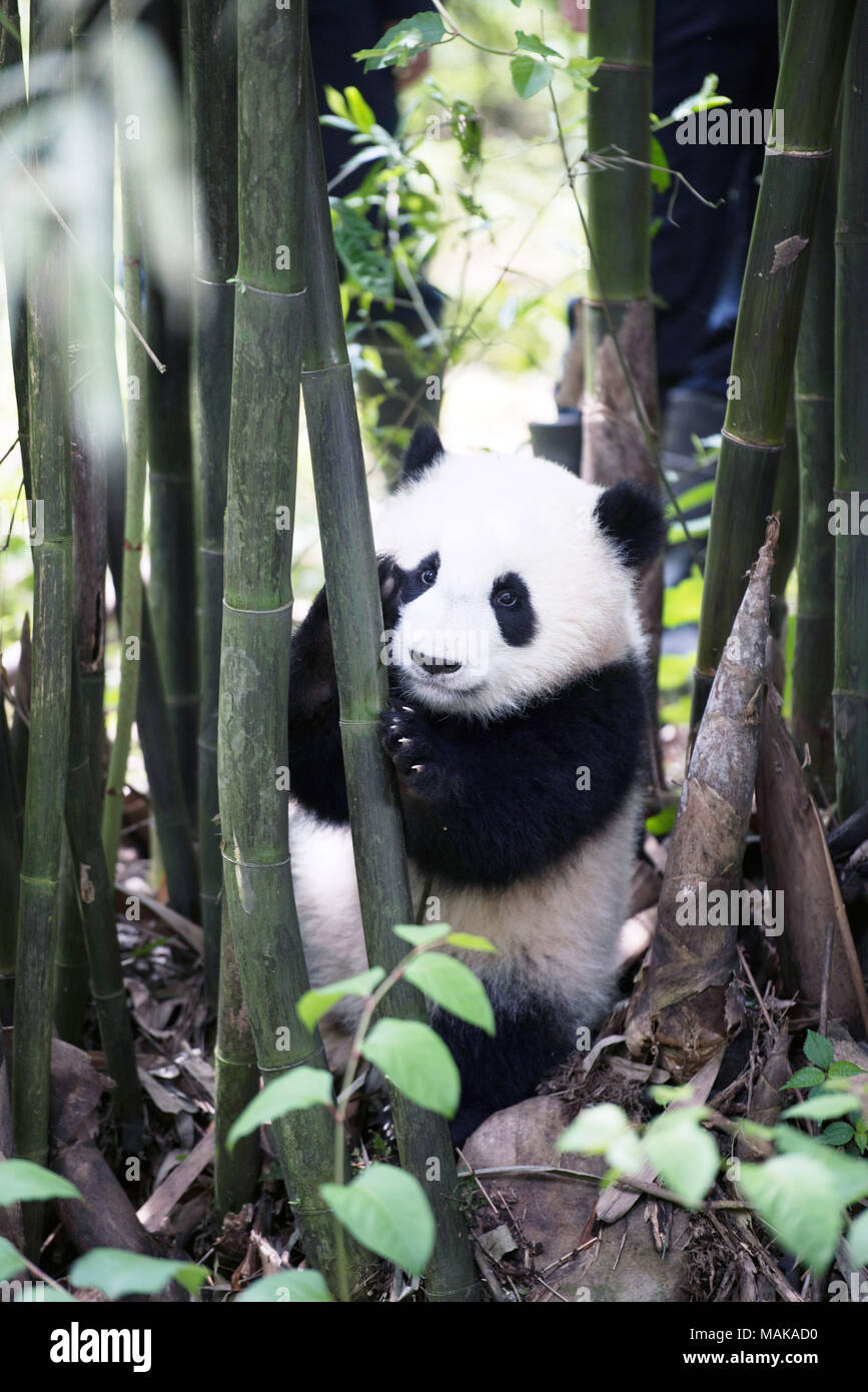 PANDAS, 2018. ©Warner Bros./courtesy Everett Collection Stock Photo - Alamy