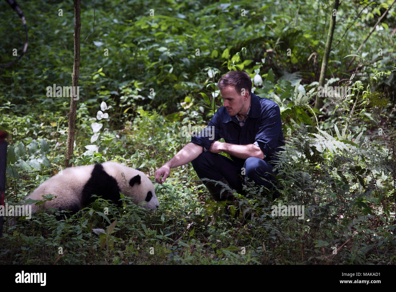 PANDAS, Jacob Owens, Chengdu Research Base of Giant Panda Breeding ...