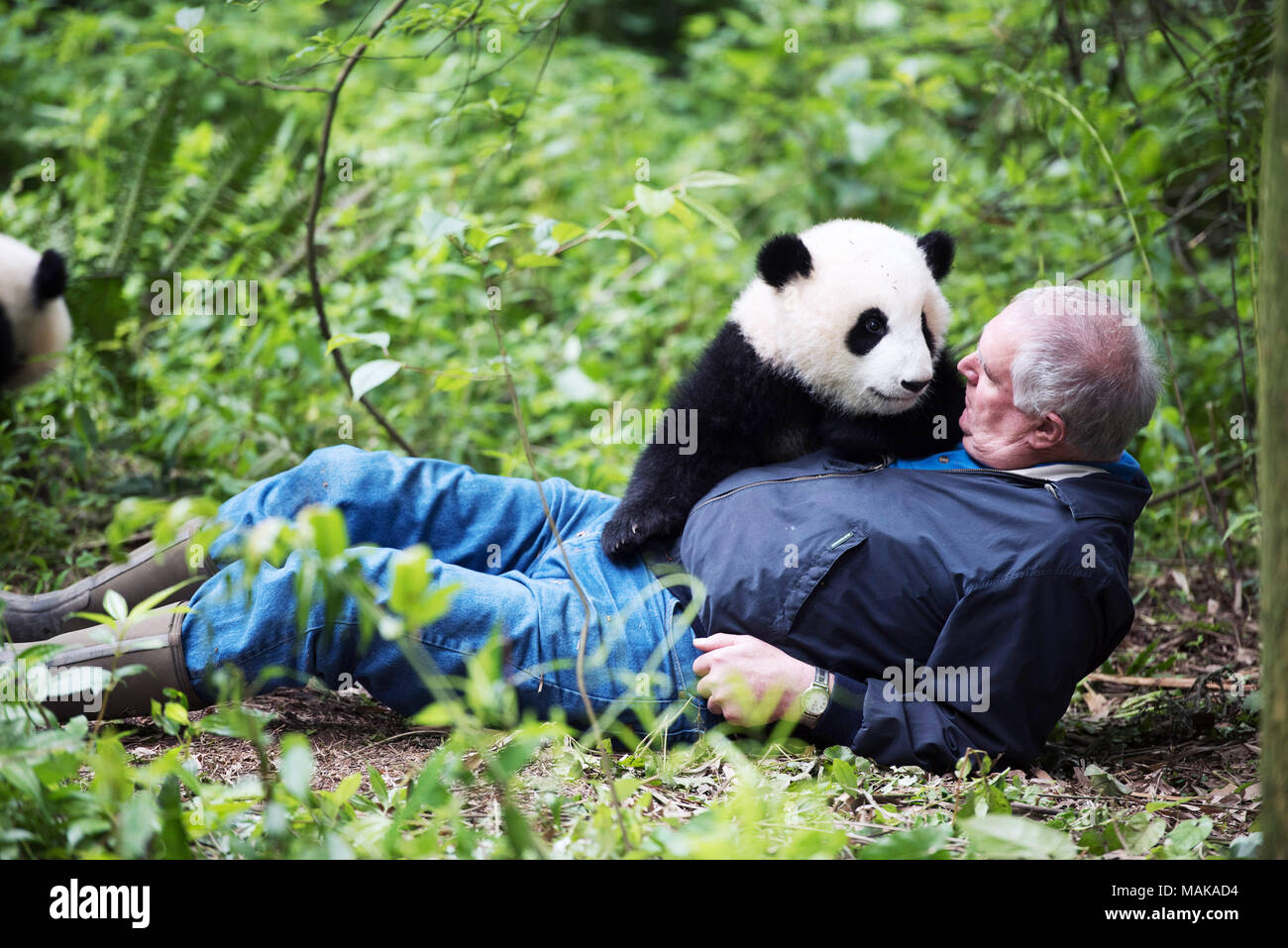 PANDAS, wildlife biologist Ben Kilham, 2018. ©Warner Bros./courtesy ...