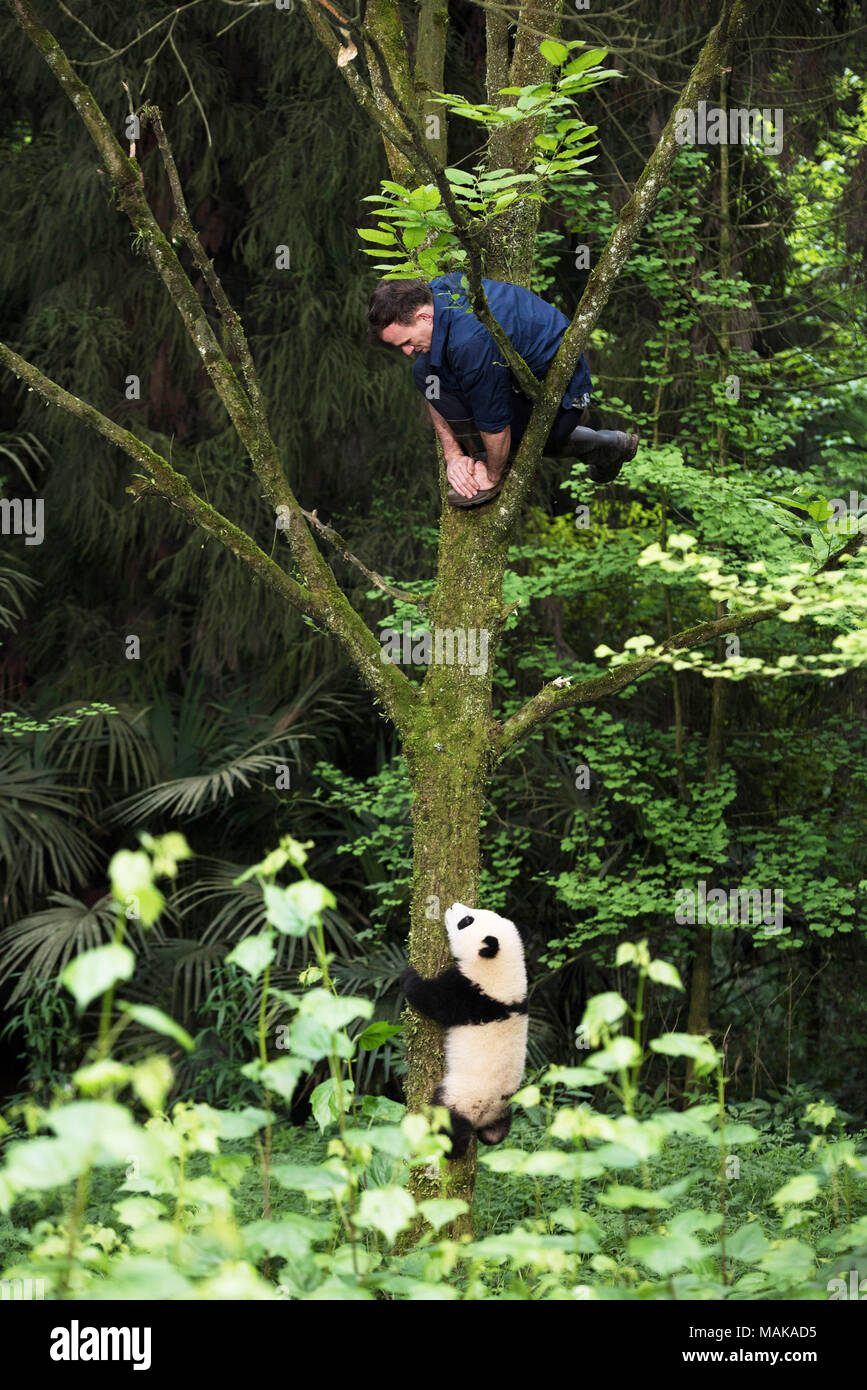 PANDAS, Jacob Owens, Chengdu Research Base of Giant Panda Breeding ...