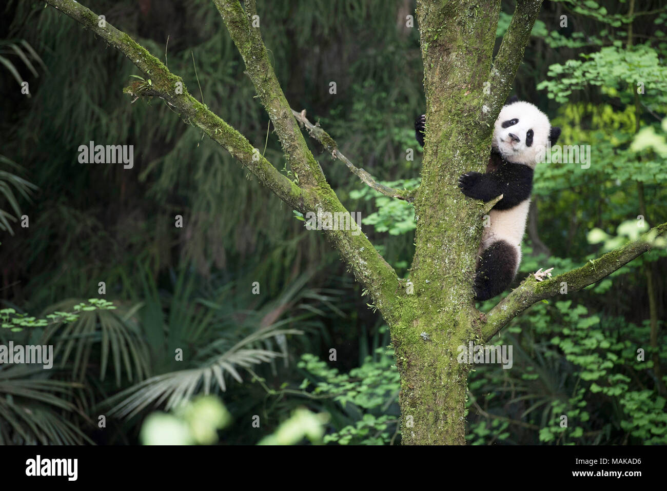 PANDAS, 2018. ©Warner Bros./courtesy Everett Collection Stock Photo - Alamy