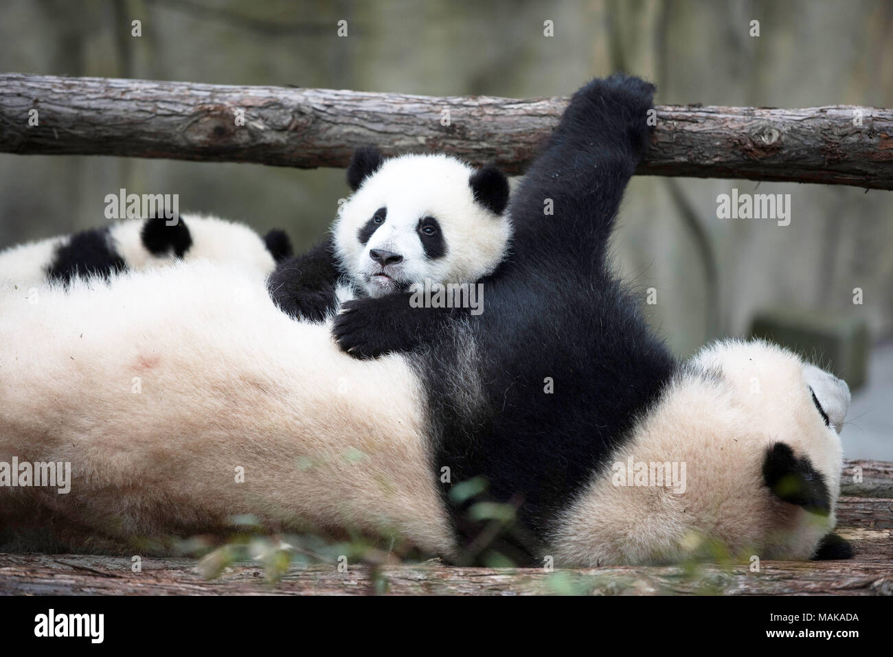 PANDAS, 2018. ©Warner Bros./courtesy Everett Collection Stock Photo - Alamy