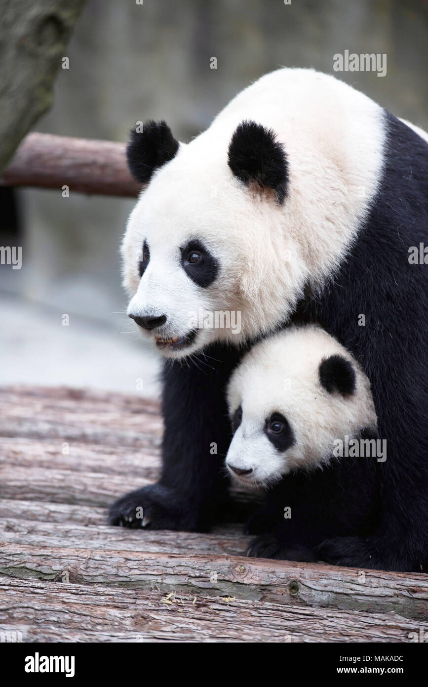 PANDAS, 2018. ©Warner Bros./courtesy Everett Collection Stock Photo - Alamy