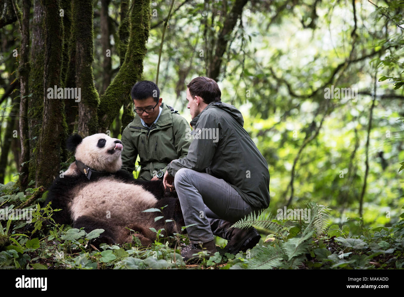 PANDAS, from left, Wen Lei Bi, Jacob Owens, both of the Chengdu ...