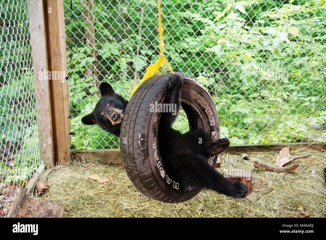 PANDAS, 2018. ©Warner Bros./courtesy Everett Collection Stock Photo - Alamy