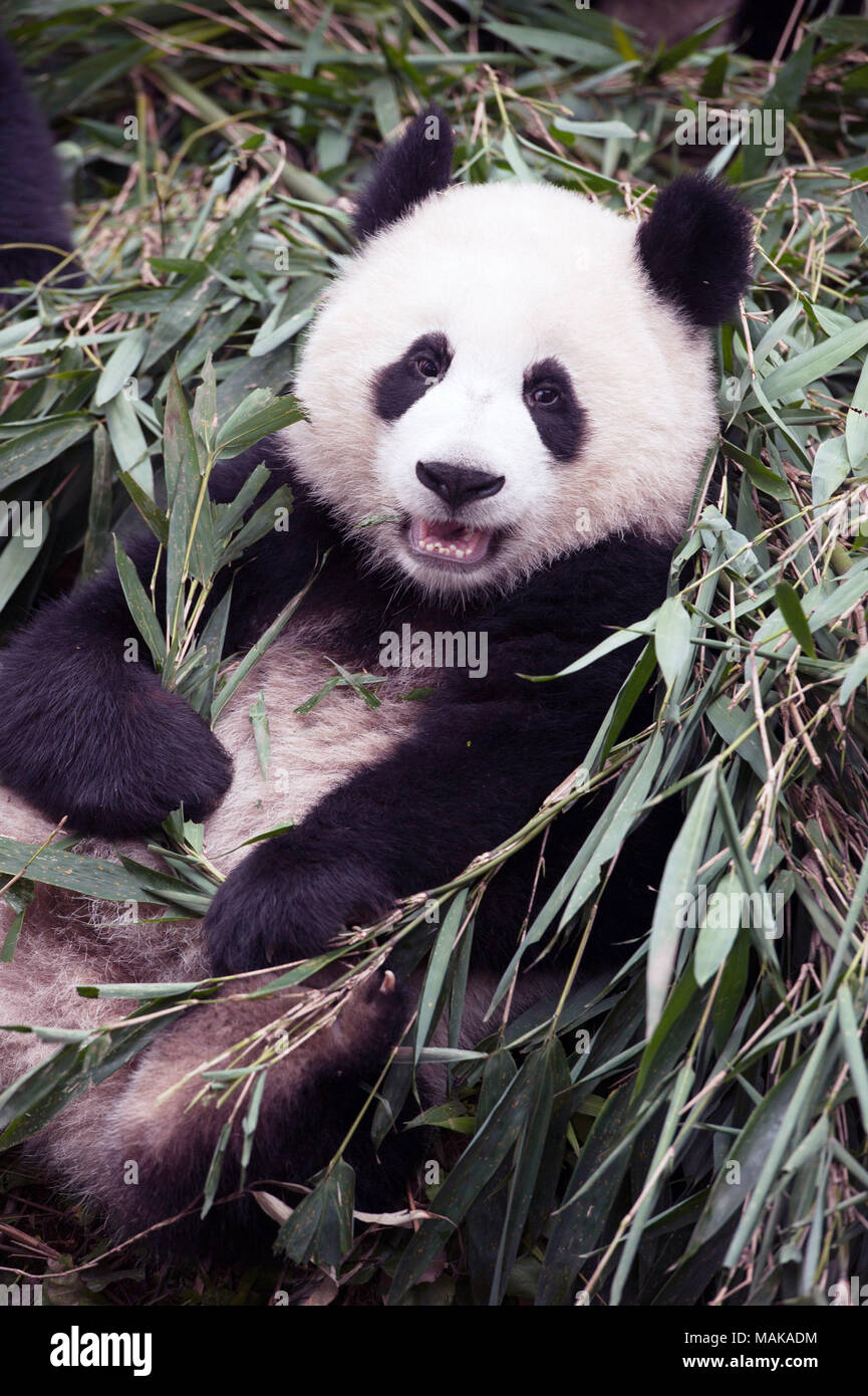 PANDAS, 2018. ©Warner Bros./courtesy Everett Collection Stock Photo - Alamy