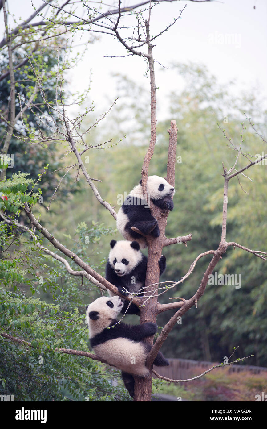 PANDAS, 2018. ©Warner Bros./courtesy Everett Collection Stock Photo - Alamy