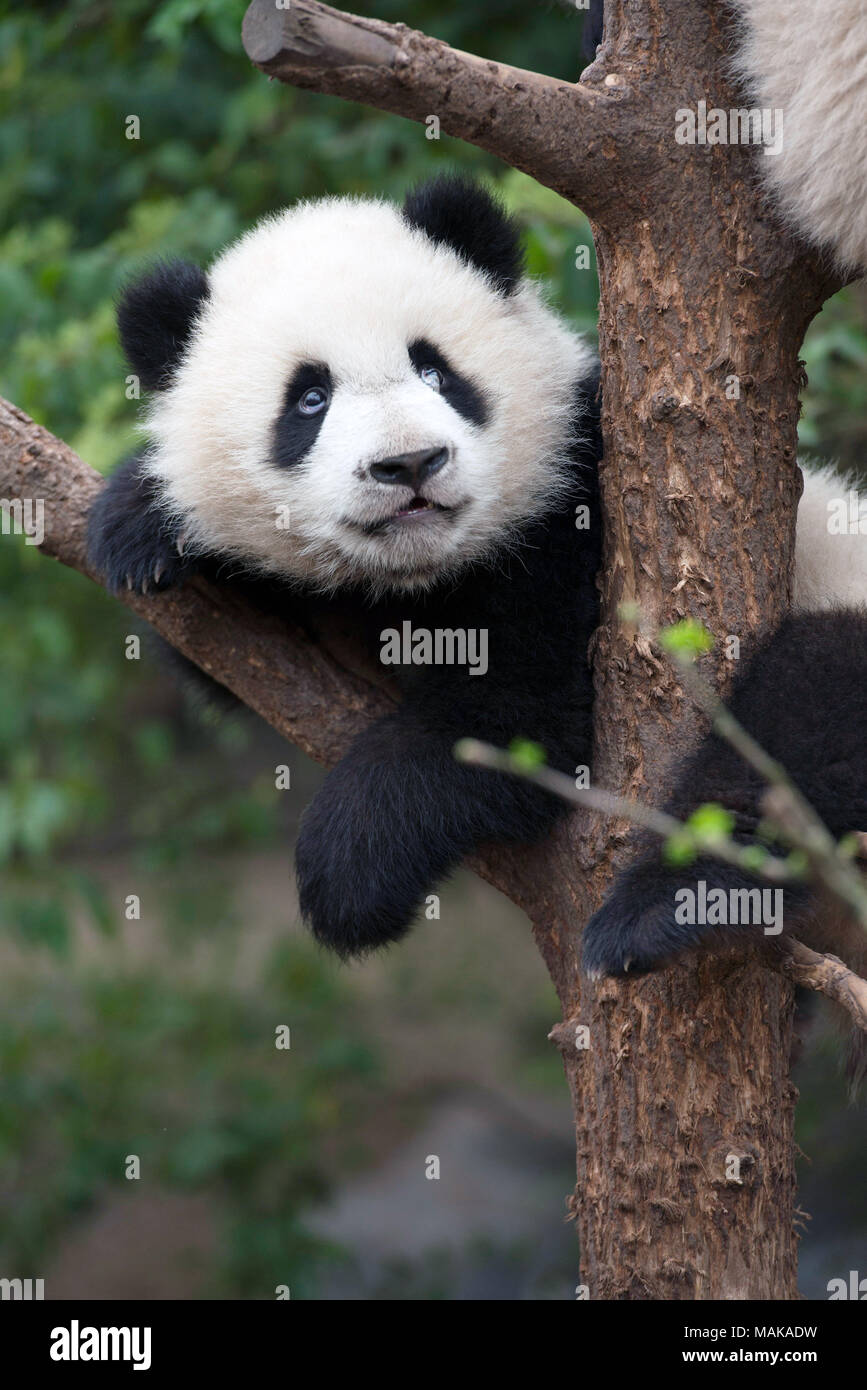 PANDAS, 2018. ©Warner Bros./courtesy Everett Collection Stock Photo - Alamy
