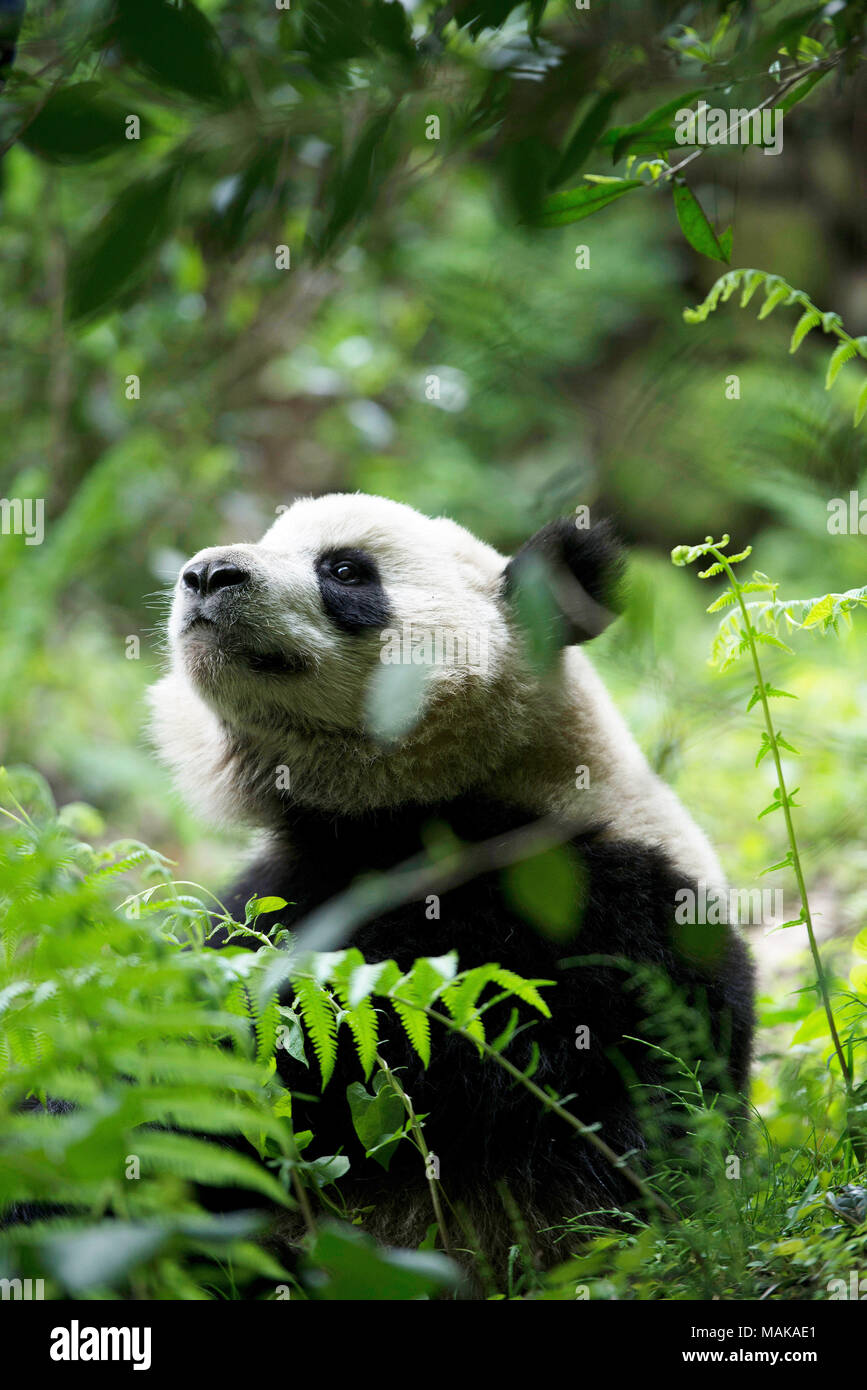 PANDAS, 2018. ©Warner Bros./courtesy Everett Collection Stock Photo - Alamy