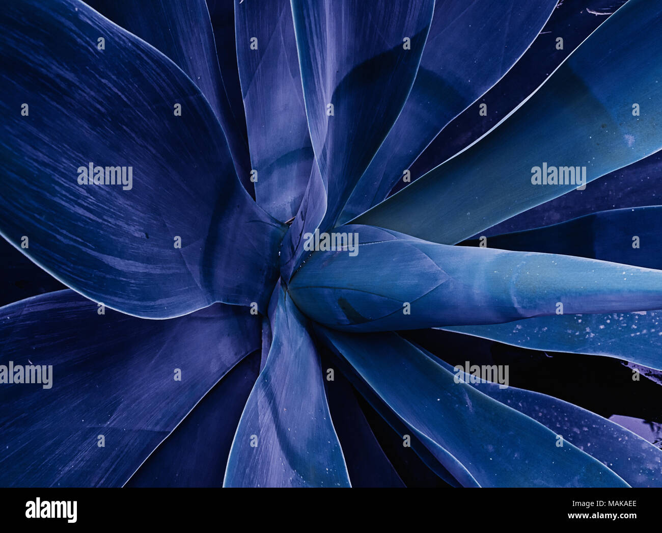 Close up of plant Agave Attenuata blue fox tail plant. Abstract floral ...