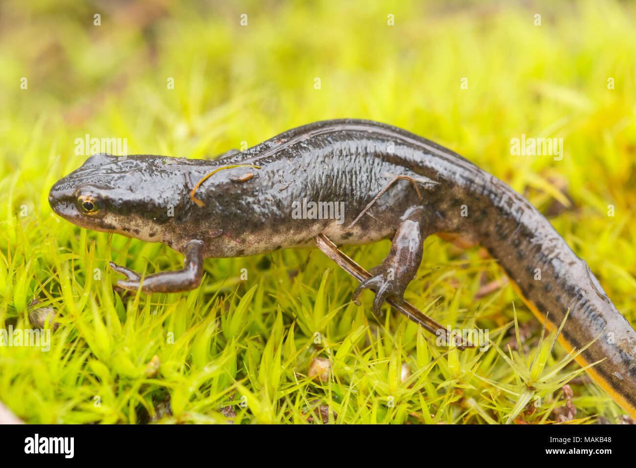 Palmate newt (Lissotriton helveticus) in natural heathland habitat in ...