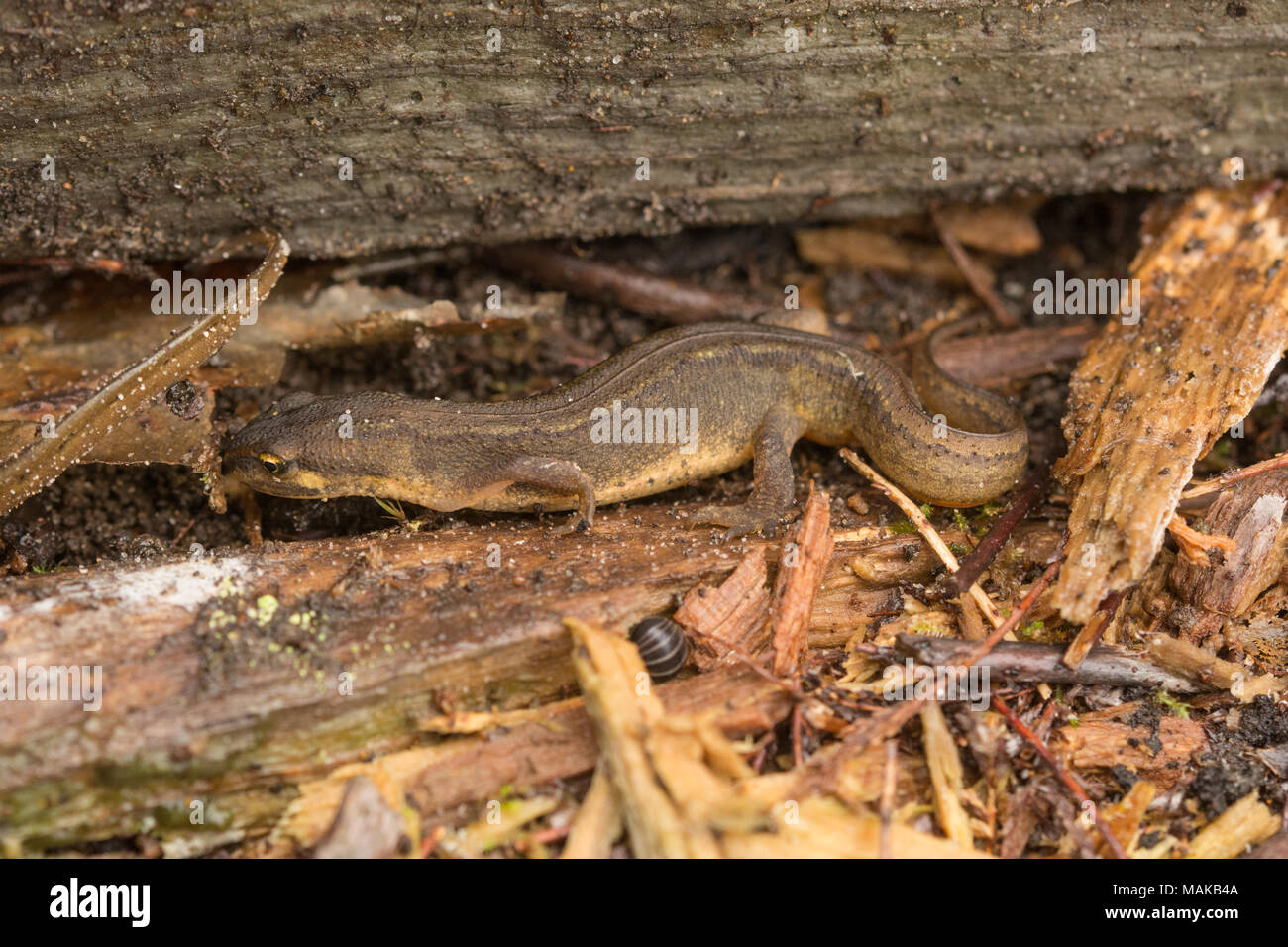 Palmate newt (Lissotriton helveticus) sheltering under logs in Surrey ...