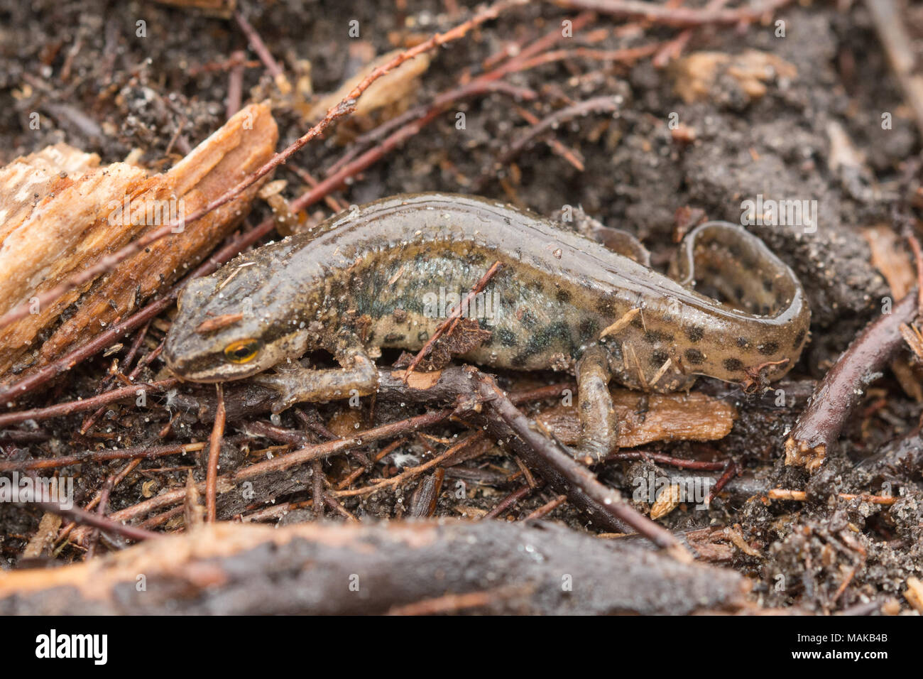 Palmate newt (Lissotriton helveticus) sheltering under logs in Surrey ...