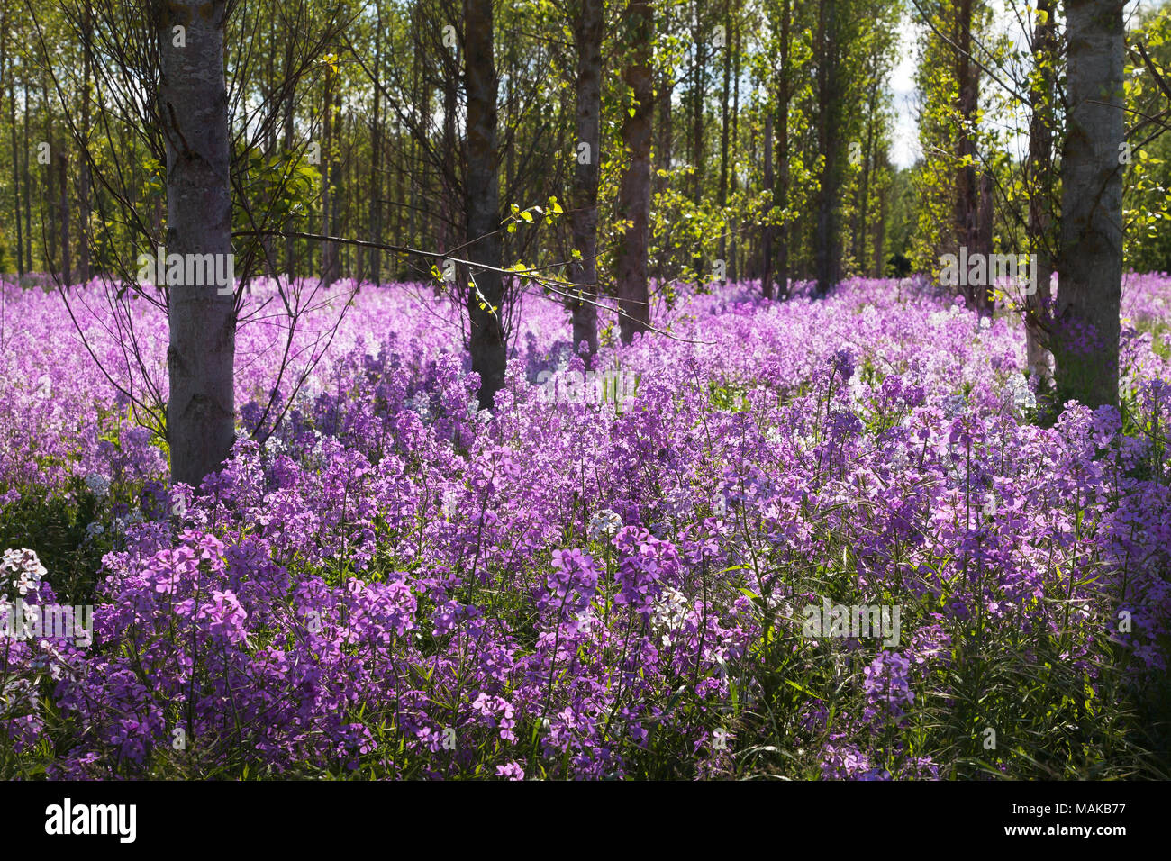 Wild Rocket flowers growing in the Norfolk countryside Stock Photo - Alamy